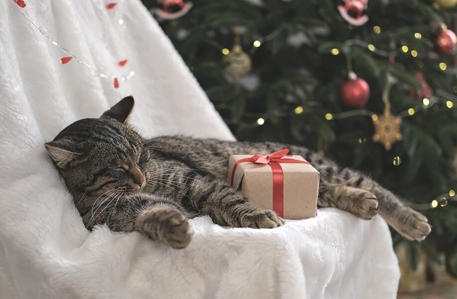 Regalos para tu gato: propuestas para hacerle maullar de contento ...